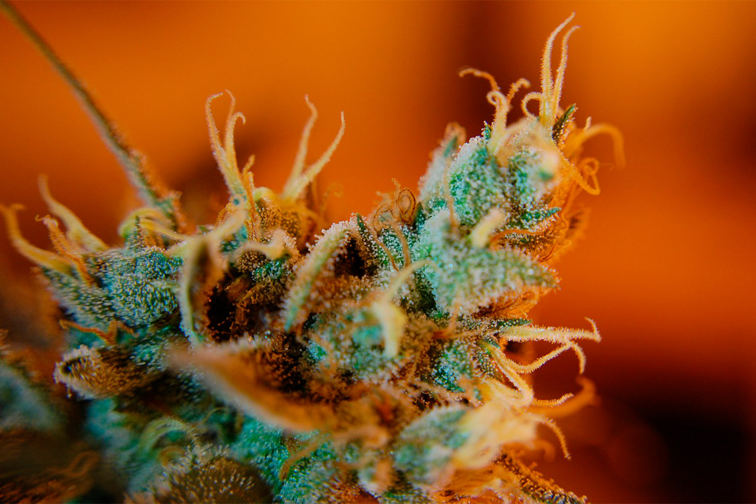 Smoking Pot Eugene Weekly smoking-pot-eugene-weekly