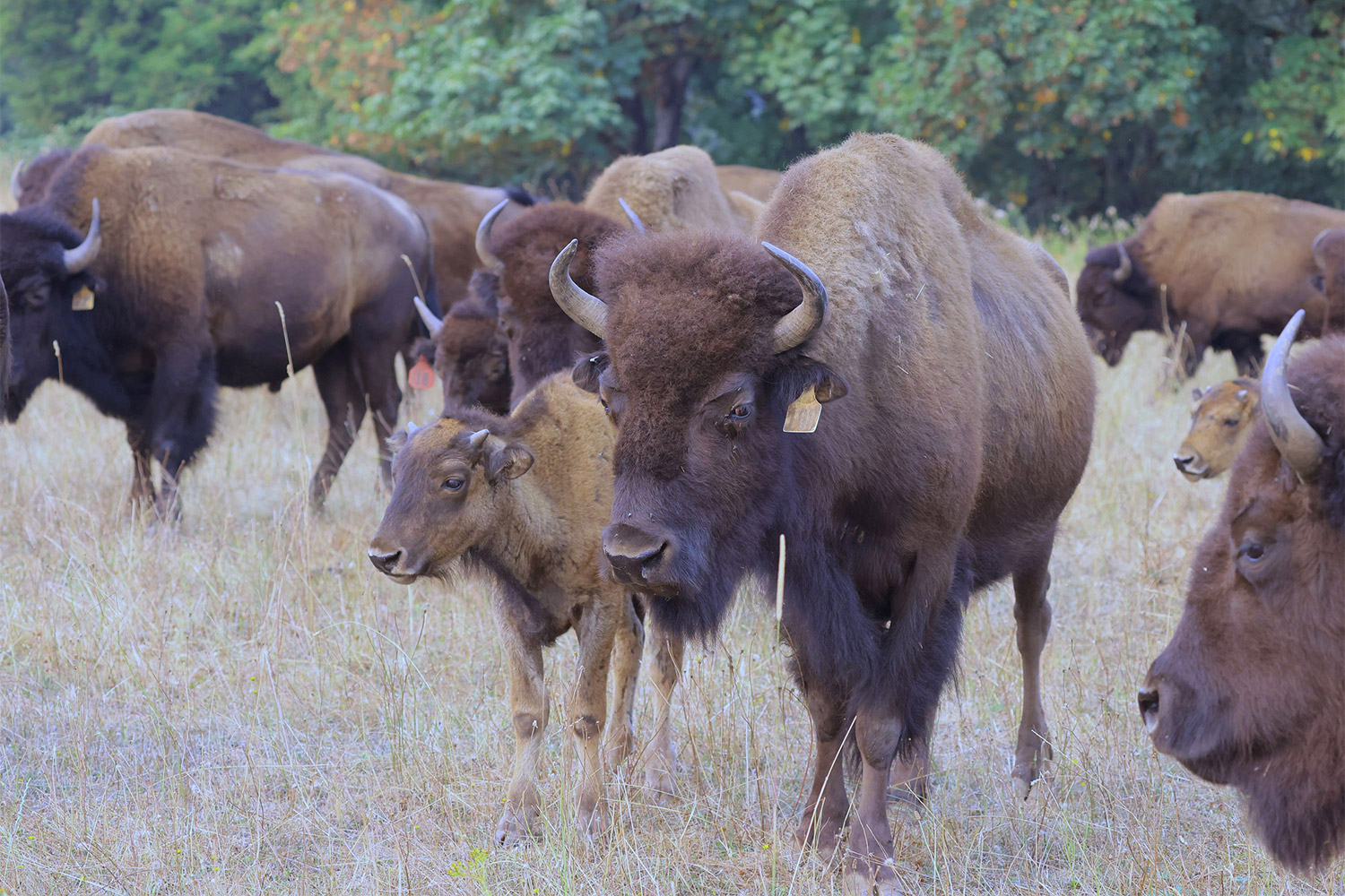 ‘Bison Know Best’ – Eugene Weekly