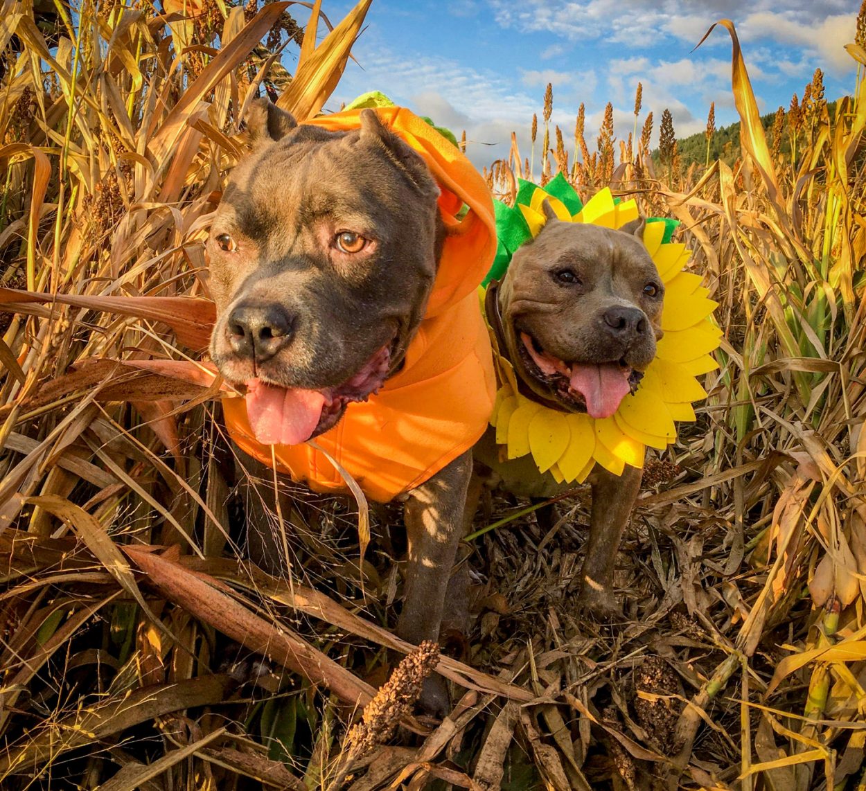 Pets Photo Contest Winners – Eugene Weekly