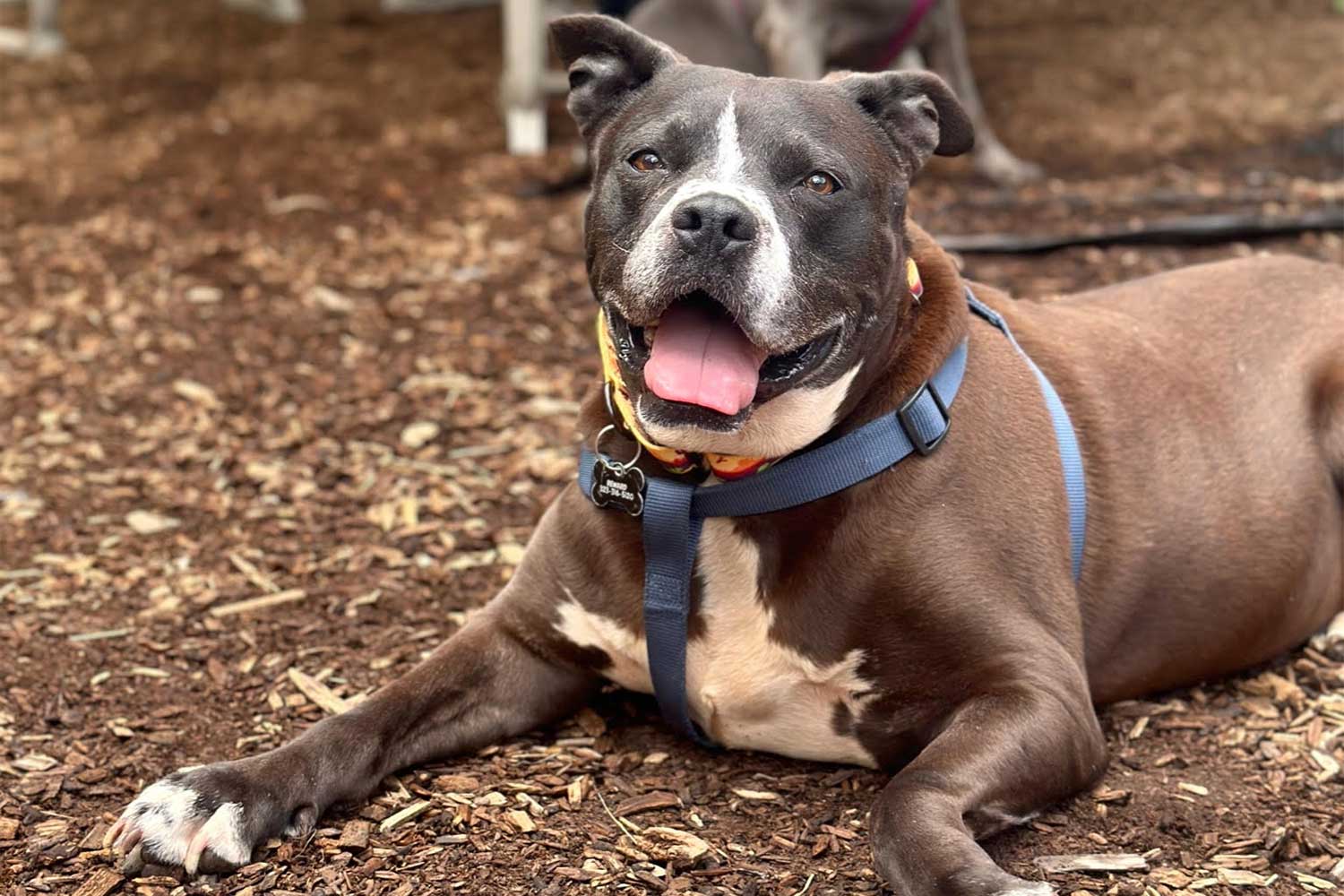 In the Market for a Mutt - Eugene Weekly