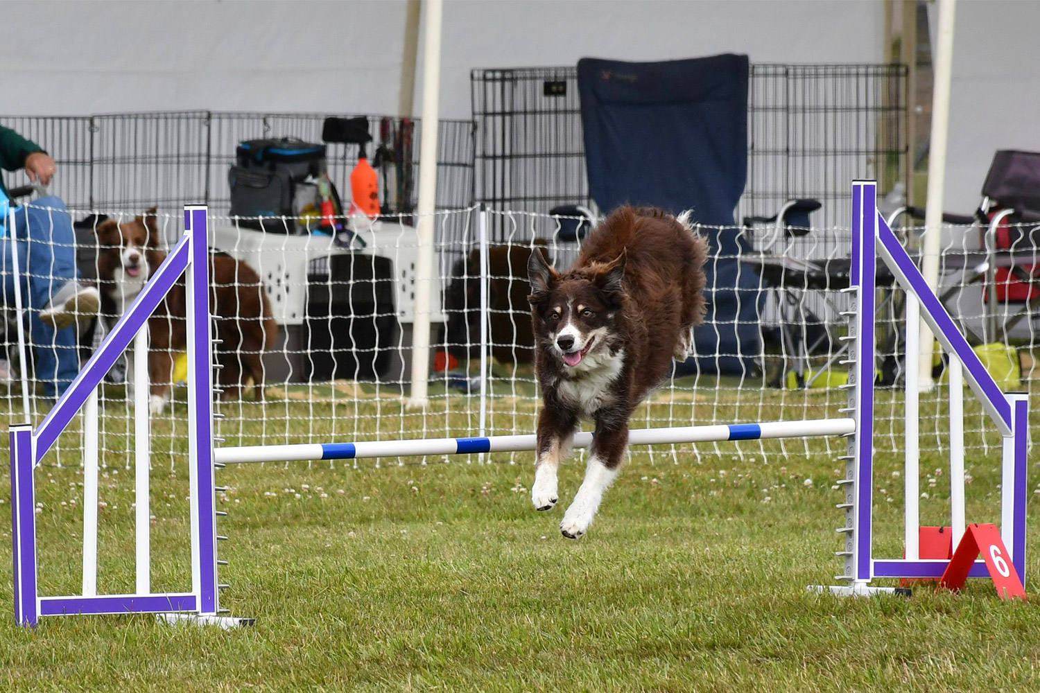 Agile Paws – Eugene Weekly