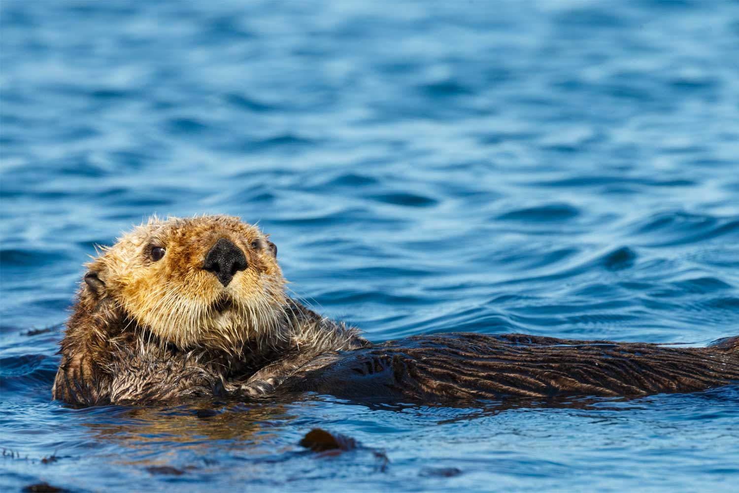 Come Sea the Otters - Eugene Weekly