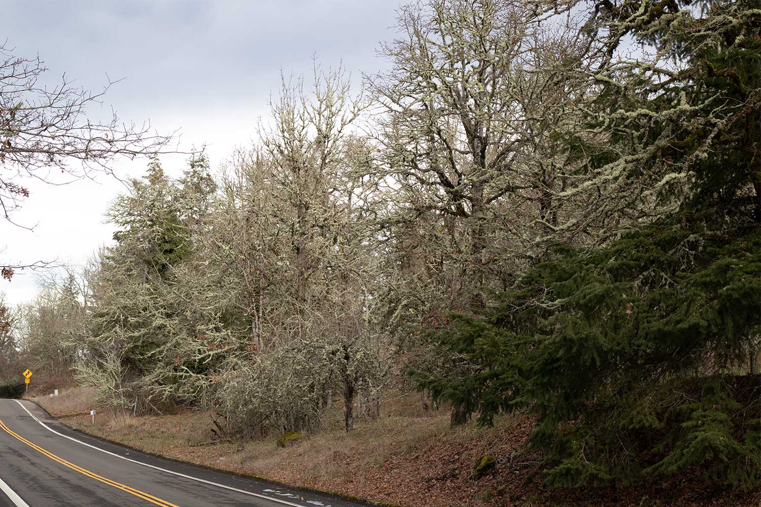 News – Eugene Weekly