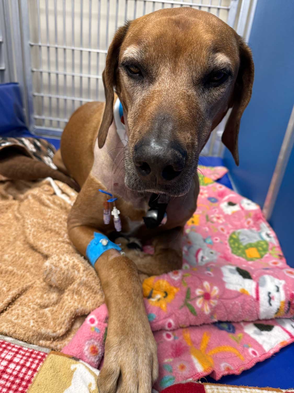 Vet Bills! – Eugene Weekly