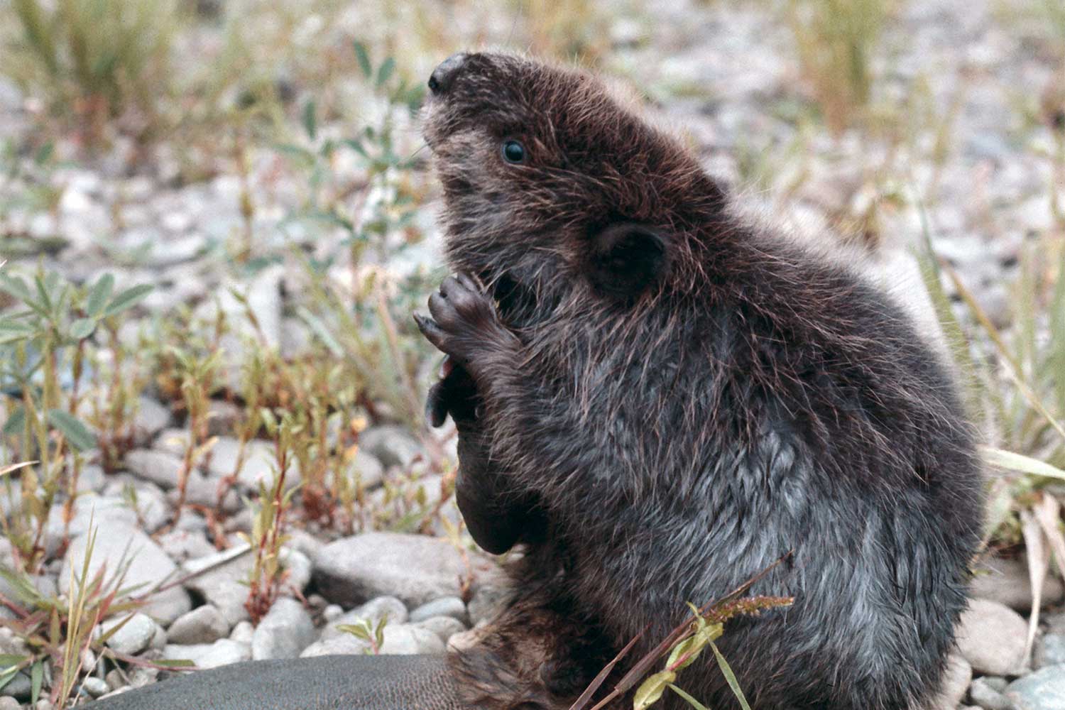 Beaver Hunt - Eugene Weekly