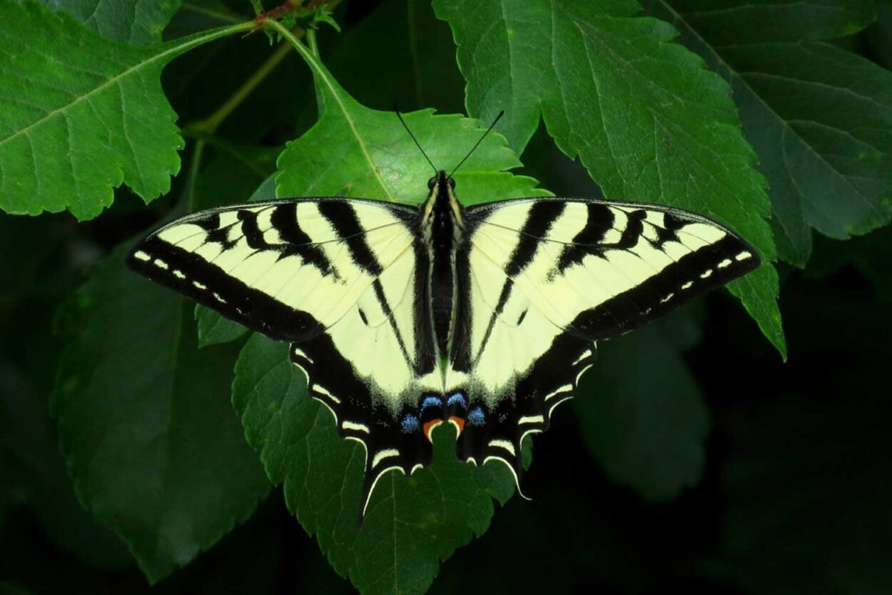 Become a Butterfly Expert - Eugene Weekly